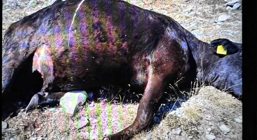 Yaylada vatandaşın Ayı kâbus olmaya devam ediyor - Giresun Işık Gazetesi